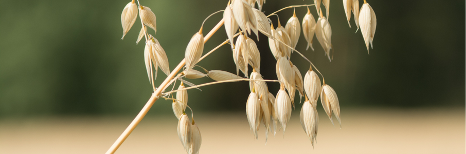 Blog | Oat Cosmetics Corporate Social Responsibility Report 2025